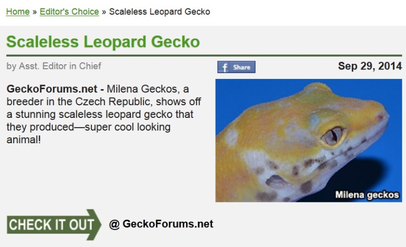 THE REPTILE REPORT - Scaleless Leopard Gecko :: Milena geckos