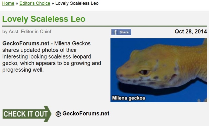 THE REPTILE REPORT - Lovely Scaleless Leo :: Milena geckos